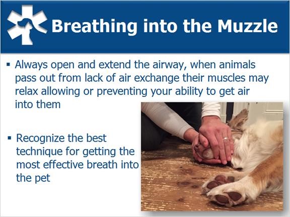 Home - Pet Health Academy