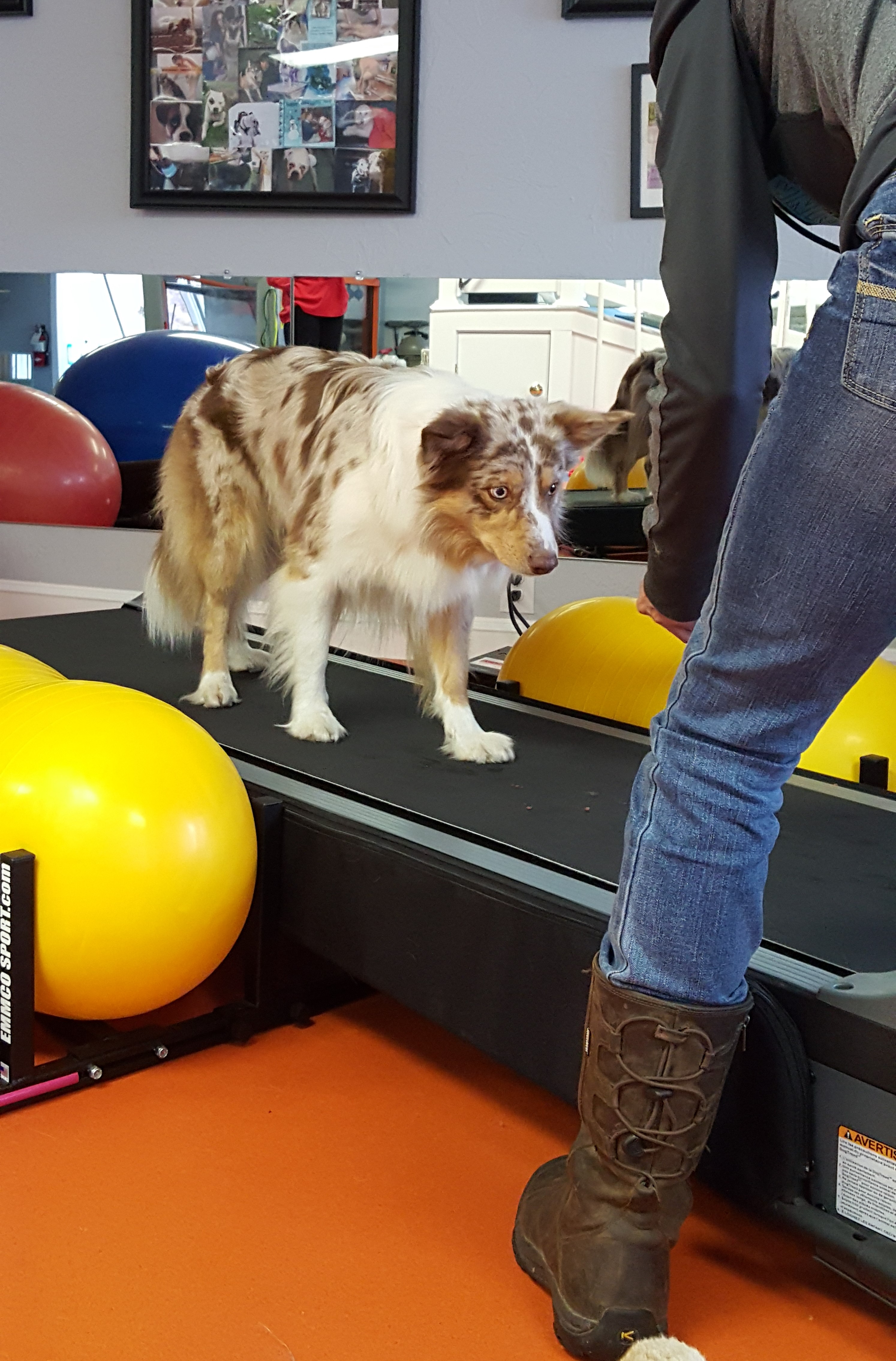 Should you take your dog to rehab? - Pet Health Academy